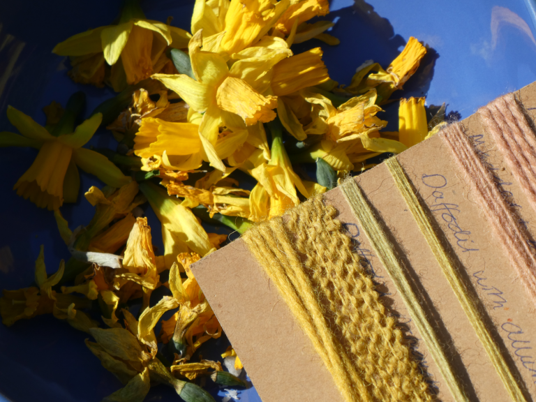 Daffodil Dye – Sewing Cafe Lancaster
